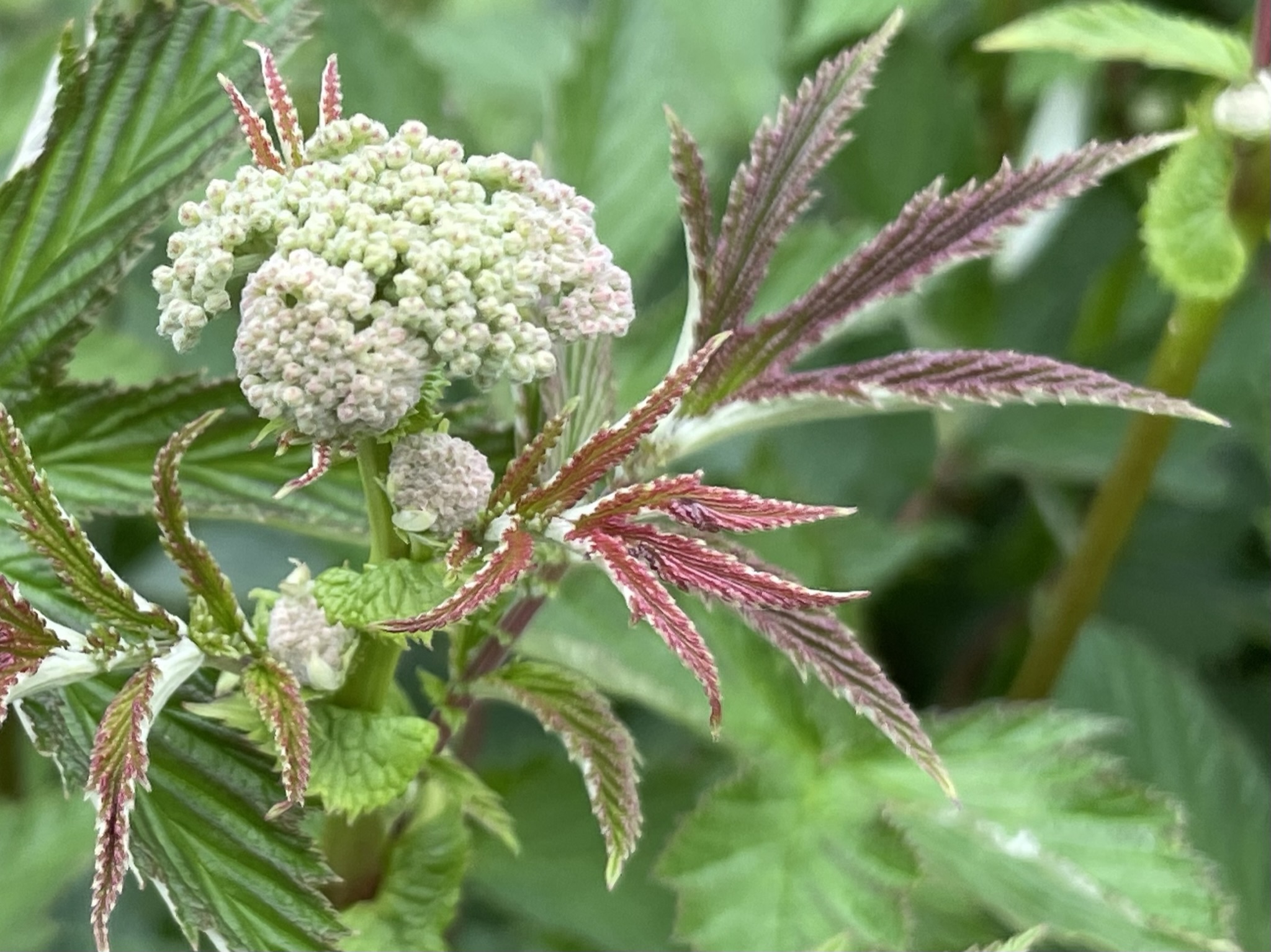 Unveiling the enchanting history of Meadowsweet and its Welsh ...